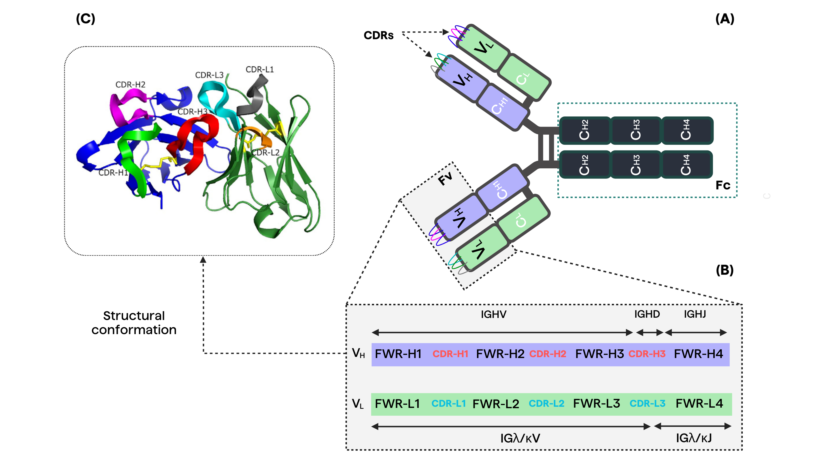 Predicting antibody structure and developability: Tools, opportunities and challenges